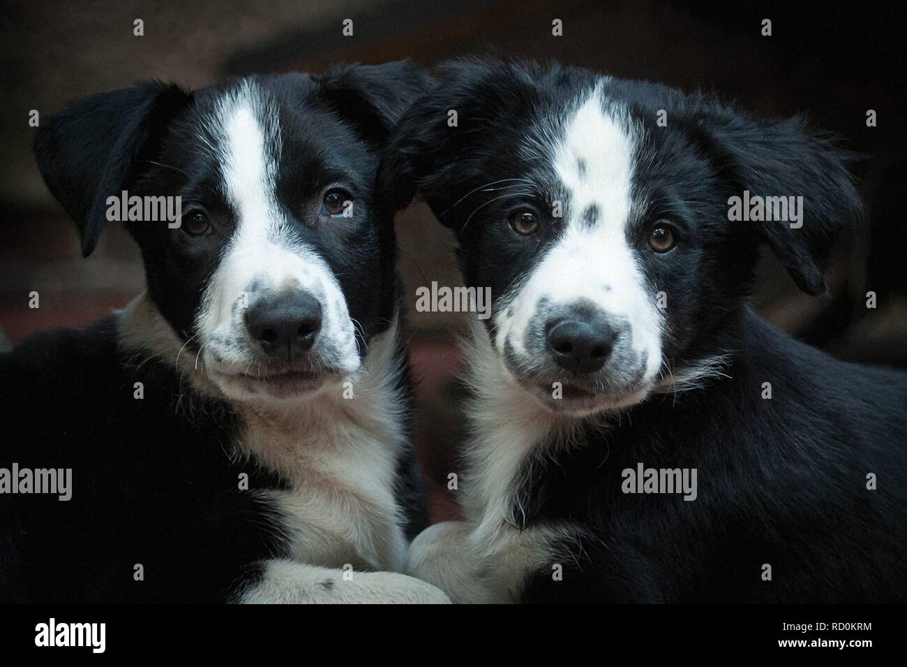Two Border collie puppies sitting together in the garden of their new ...