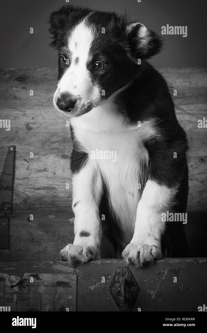 Border collie pup looking out of a large wooden chest Stock Photo - Alamy