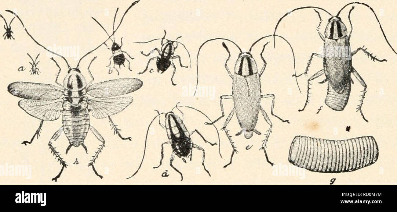 . Elementary entomology. Insects. CHAPTER VIII COCKROACHES ...
