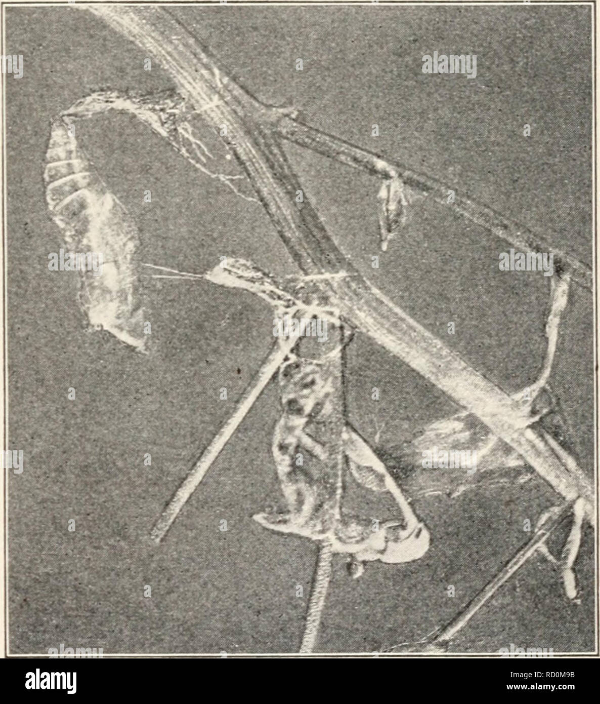 . Elementary entomology. Insects. GROWTH AND TRANSFORMATIONS OF INSECTS ...