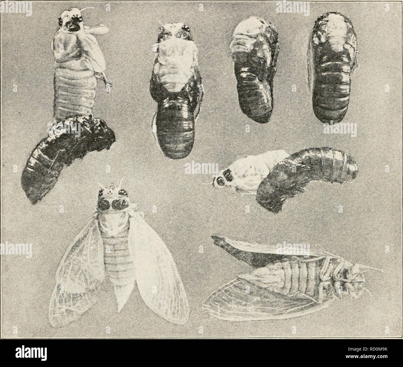 . Elementary entomology. Insects. 46 ELEMENTARY ENTOMOLOGY three or ...