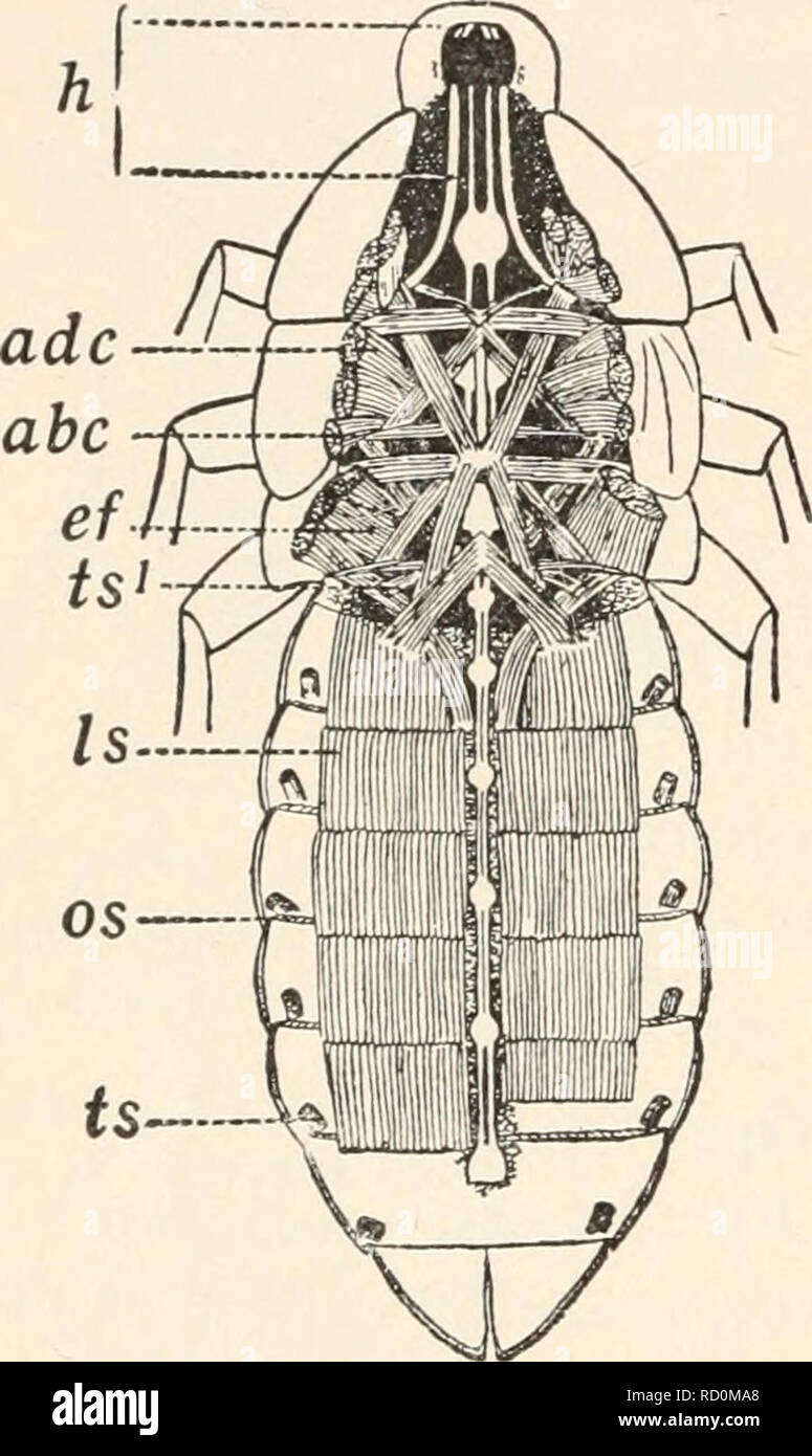 . Elementary entomology. Insects. ELEMENTARY ENTOMOLOGY asphyxiate them ...