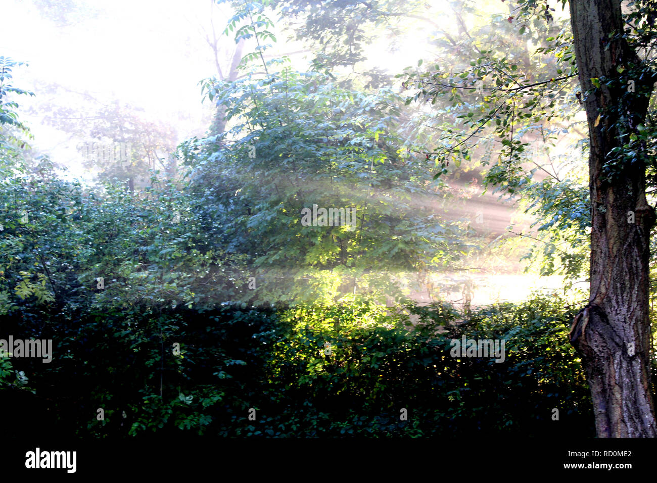 Beams of sunlight coming through trees in woodland Stock Photo - Alamy