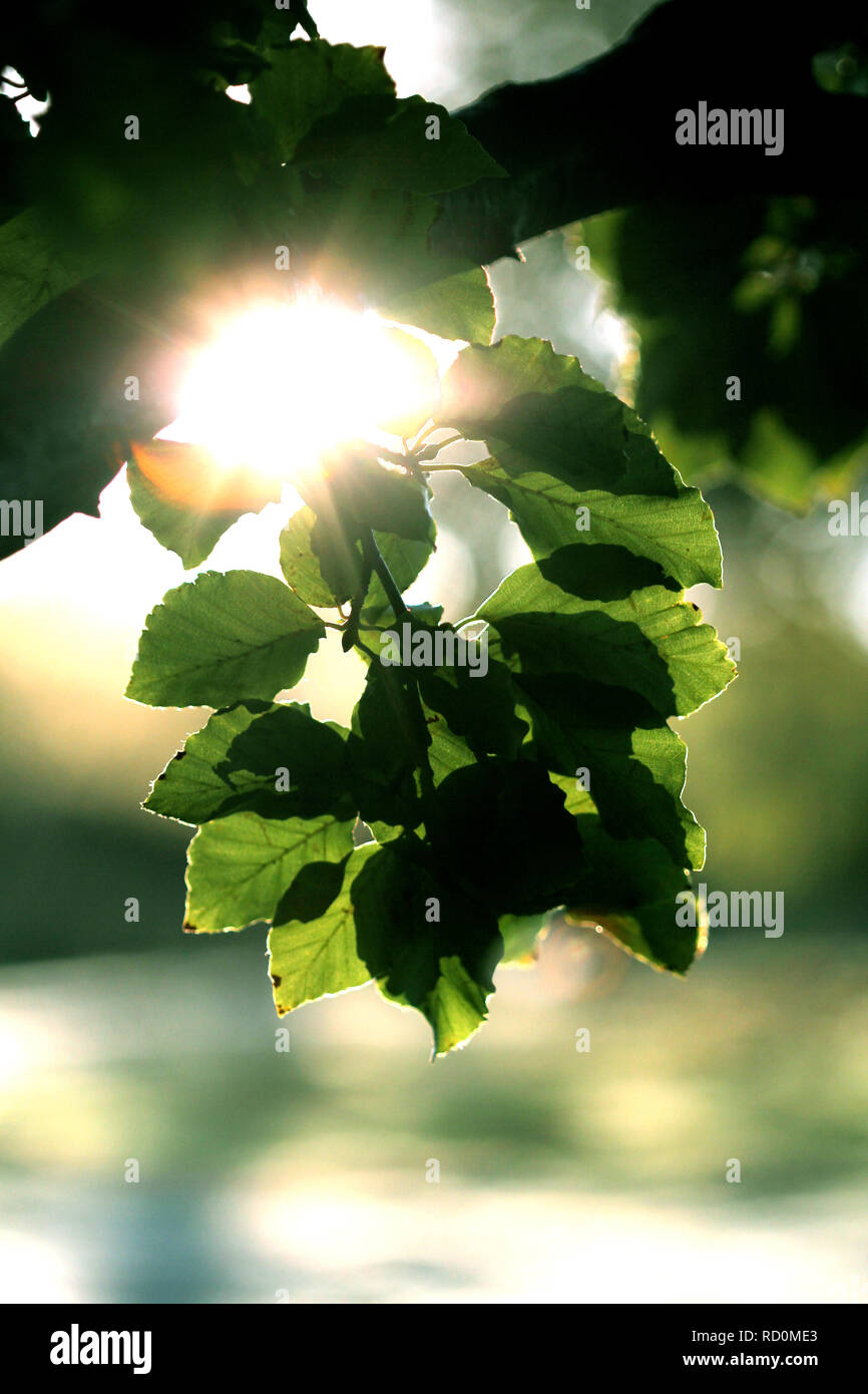 Sunlight Through Leaves