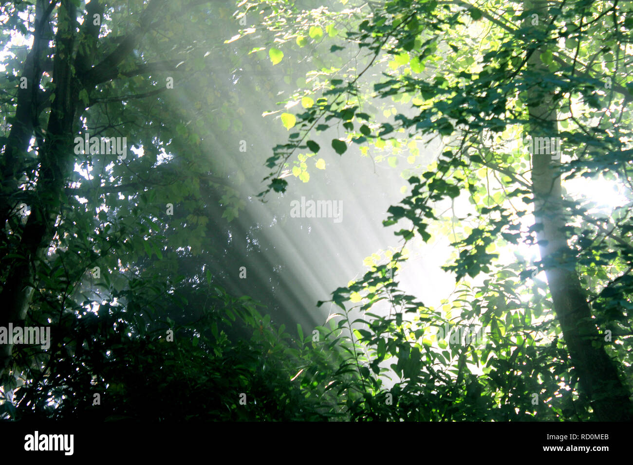 Sunlight coming through trees hi-res stock photography and images - Alamy