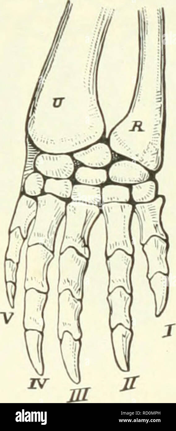 . Darwin, and after Darwin. An exposition of the Darwinian theory and a ...