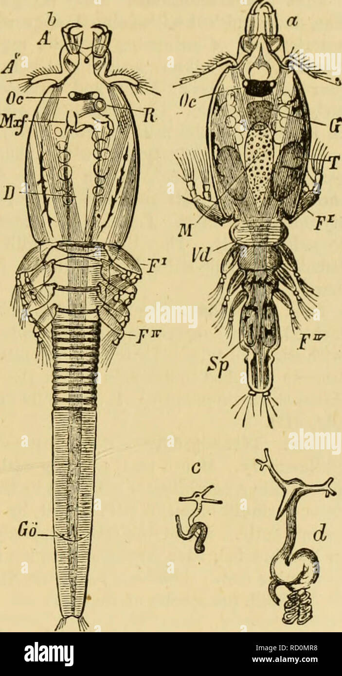. Elementary text-book of zoology, general part and special part ...
