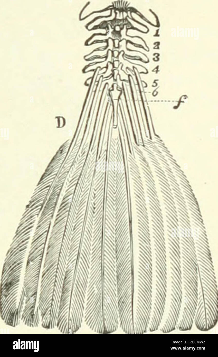 Vertebral column fish hi-res stock photography and images - Alamy