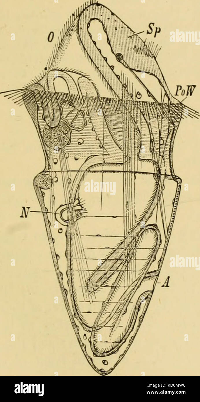Marginal glands hi-res stock photography and images - Alamy