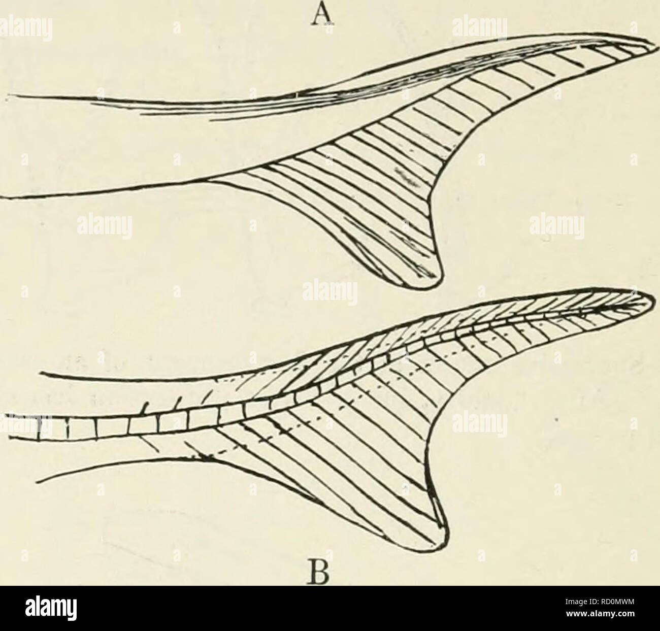 . Darwin, and after Darwin. An exposition of the Darwinian theory and a ...