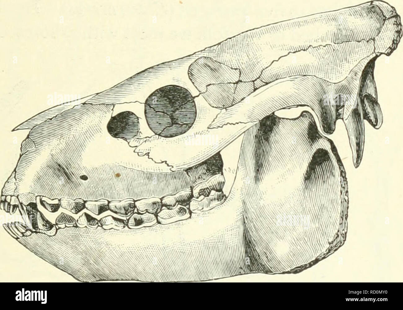 Miocene deer hi-res stock photography and images - Alamy