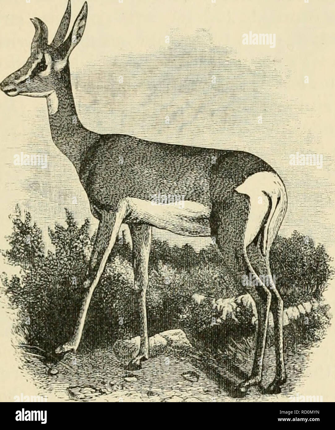 Natural Selection Animals