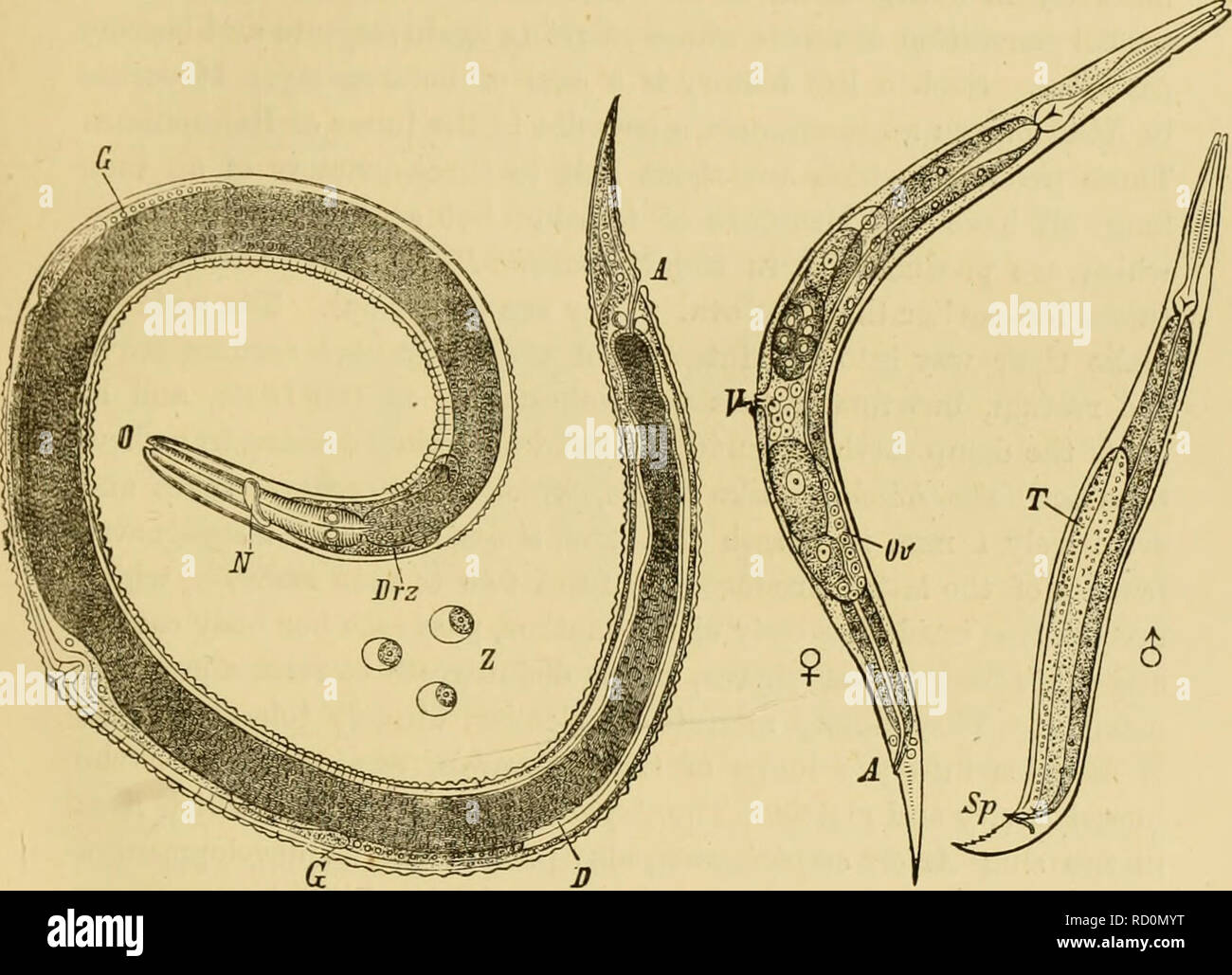 Dracunculus Medinensis Egg