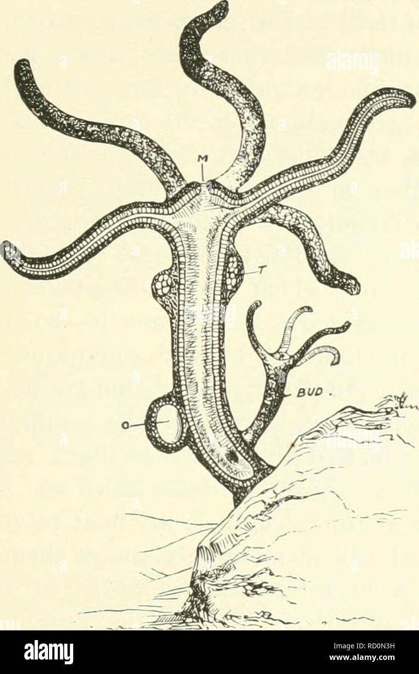 Hydra testis hi-res stock photography and images - Alamy