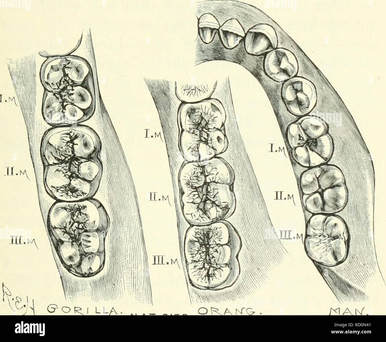 Gorilla morphology hi-res stock photography and images - Alamy