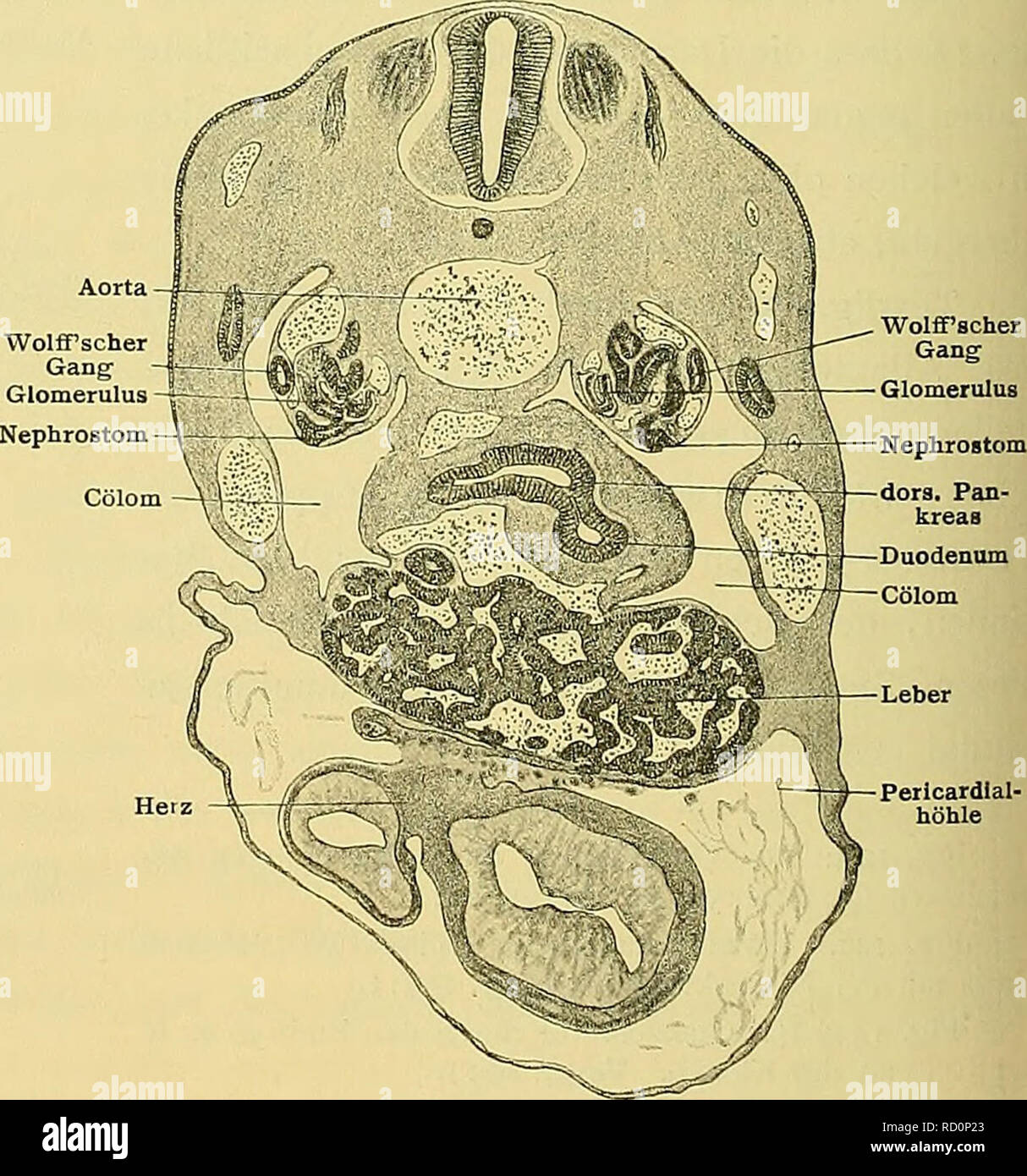 Umrissskizze hi-res stock photography and images - Alamy