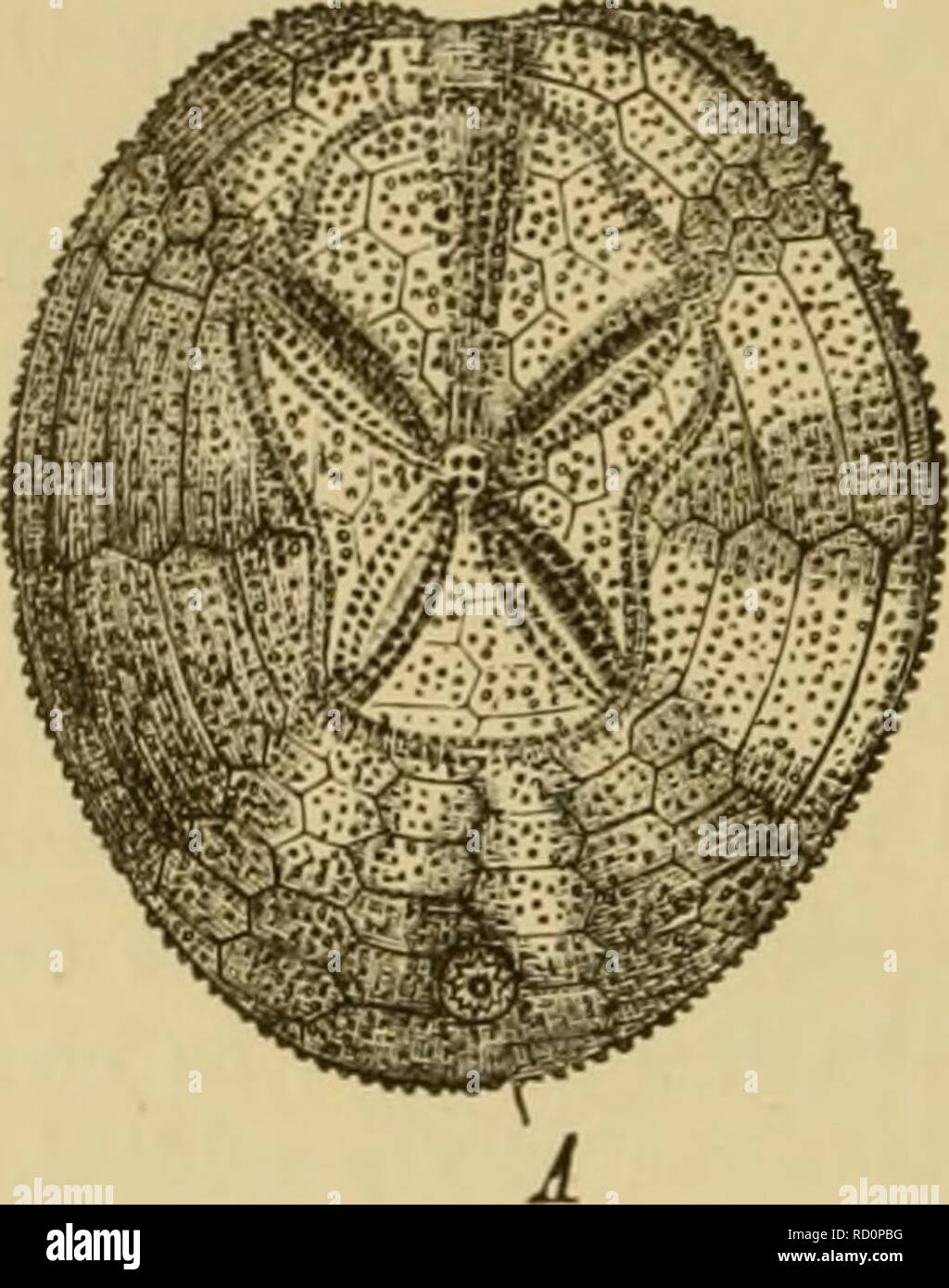 . Elementary text-book of zoology, general part and special part ...