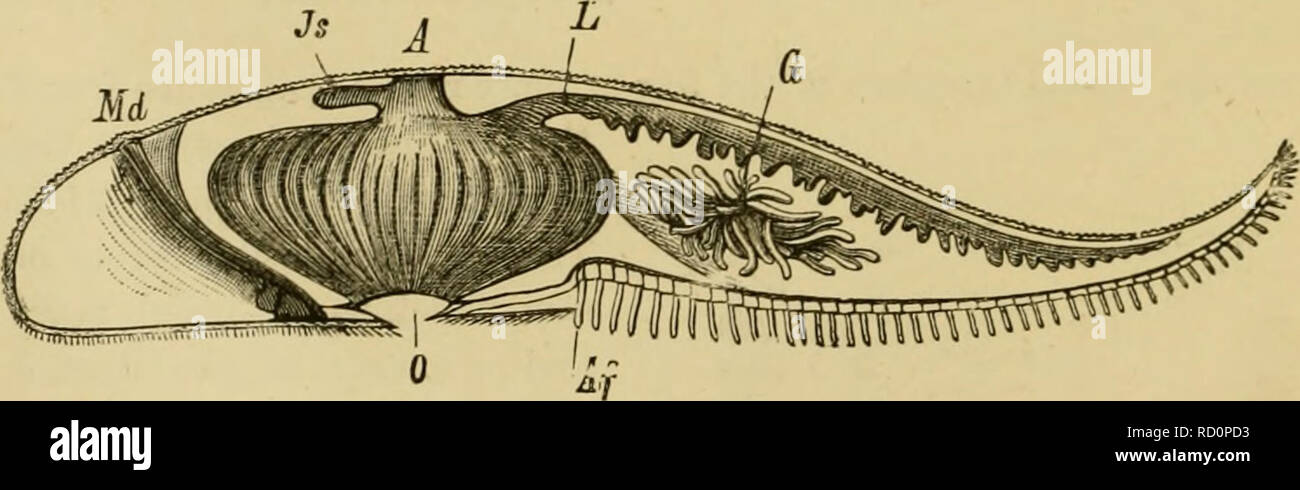 Equatorial plates hi-res stock photography and images - Alamy