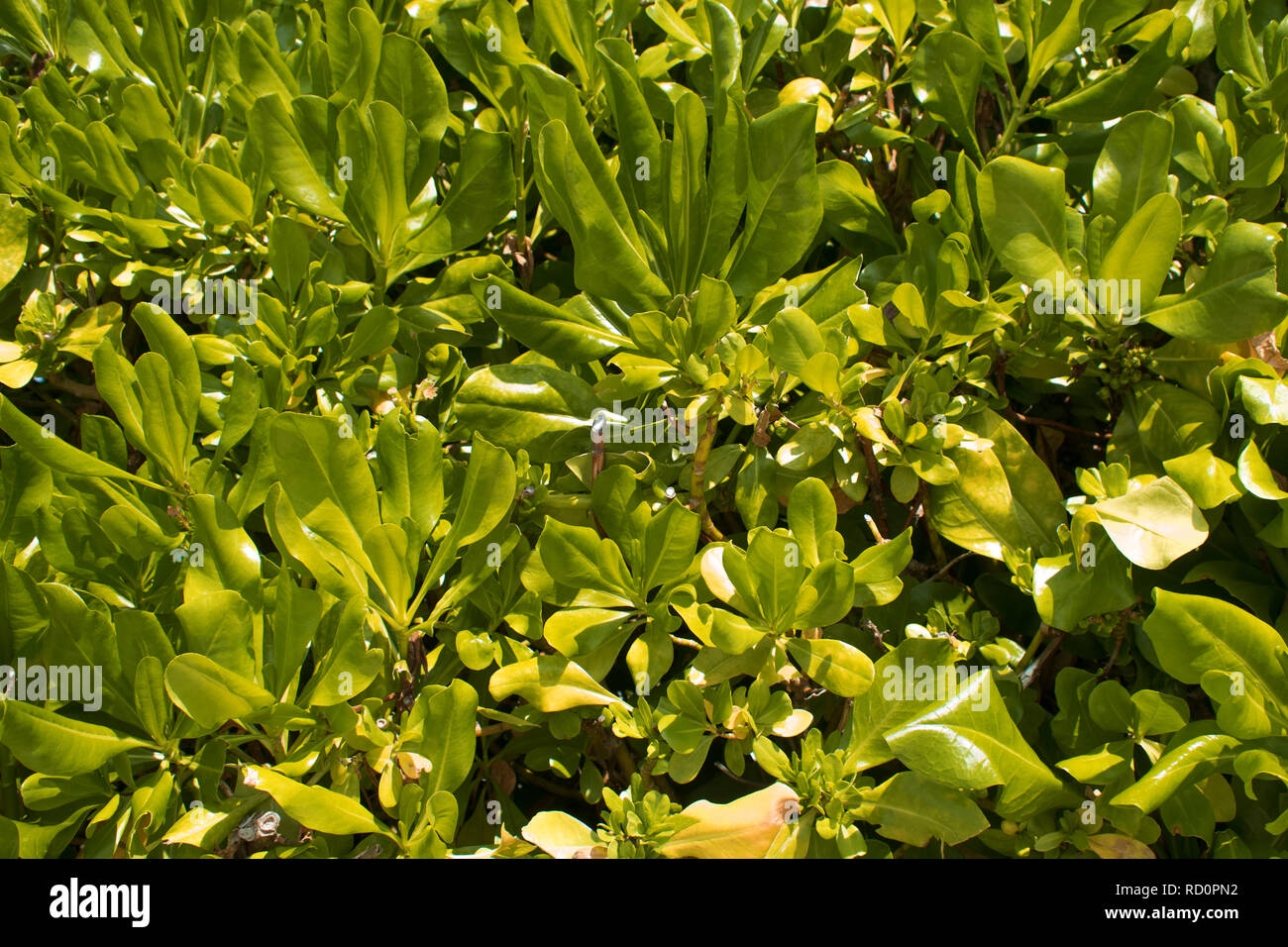 Green leaves of tropical shrub. Natural Plants texture Stock Photo - Alamy