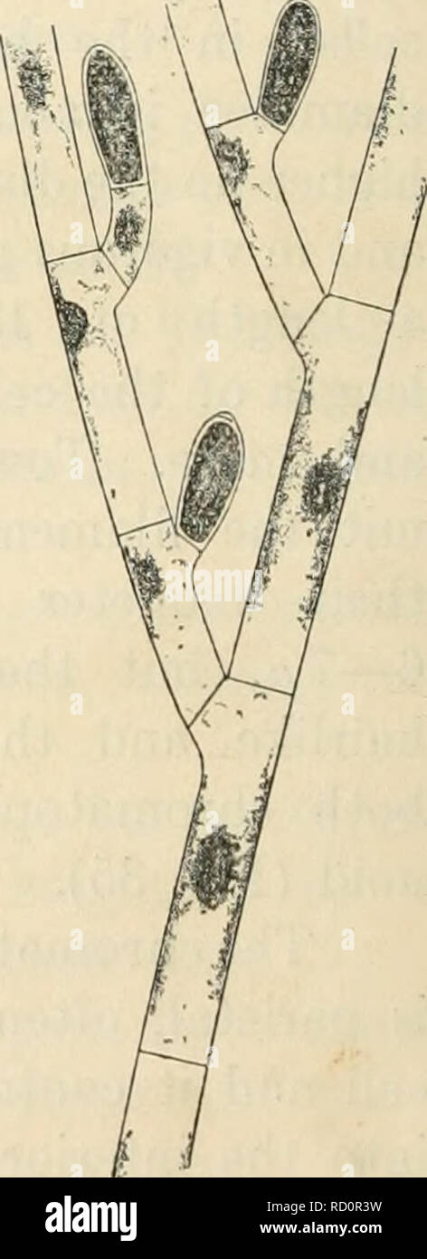 . Dansk botanisk arkiv. Plants; Plants -- Denmark. pedicellate examples ...