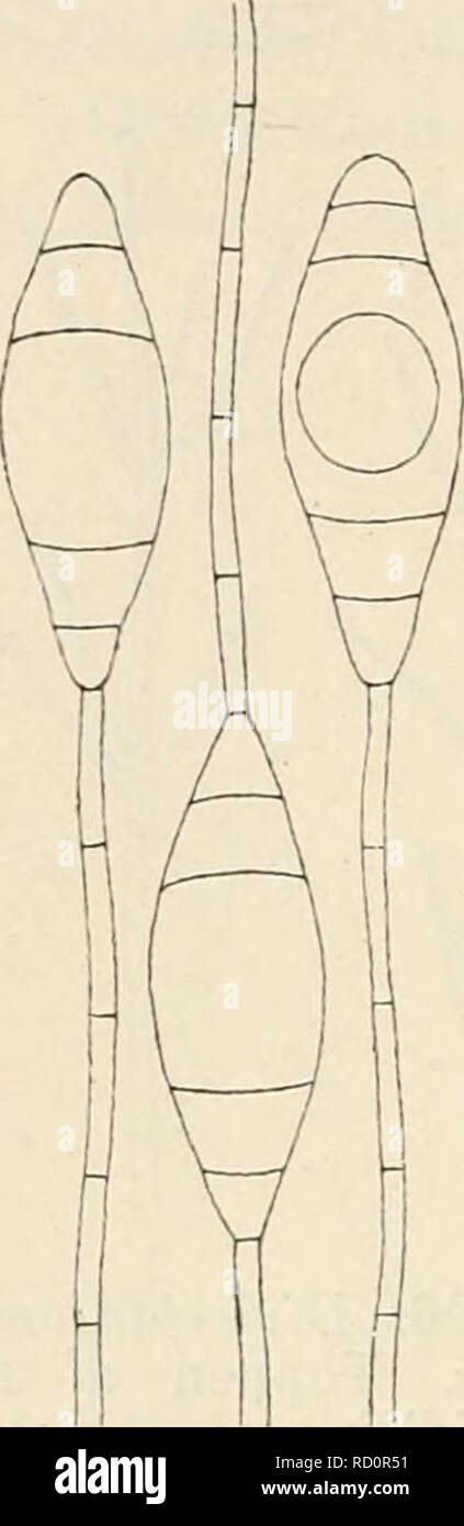 . Dansk botanisk arkiv. Plants; Plants -- Denmark. Fig. 39. Dactylaria ...