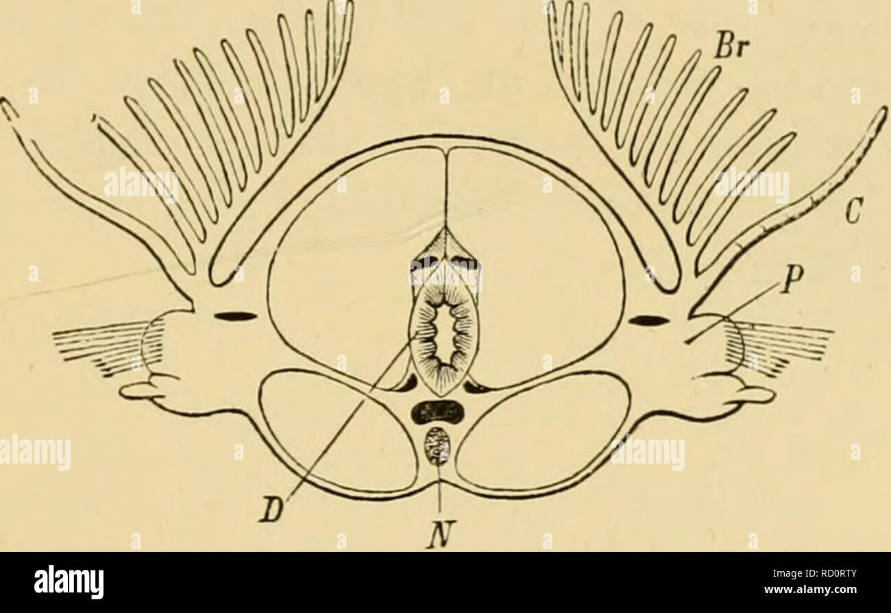 Transverse section artery and vein hi-res stock photography and images ...