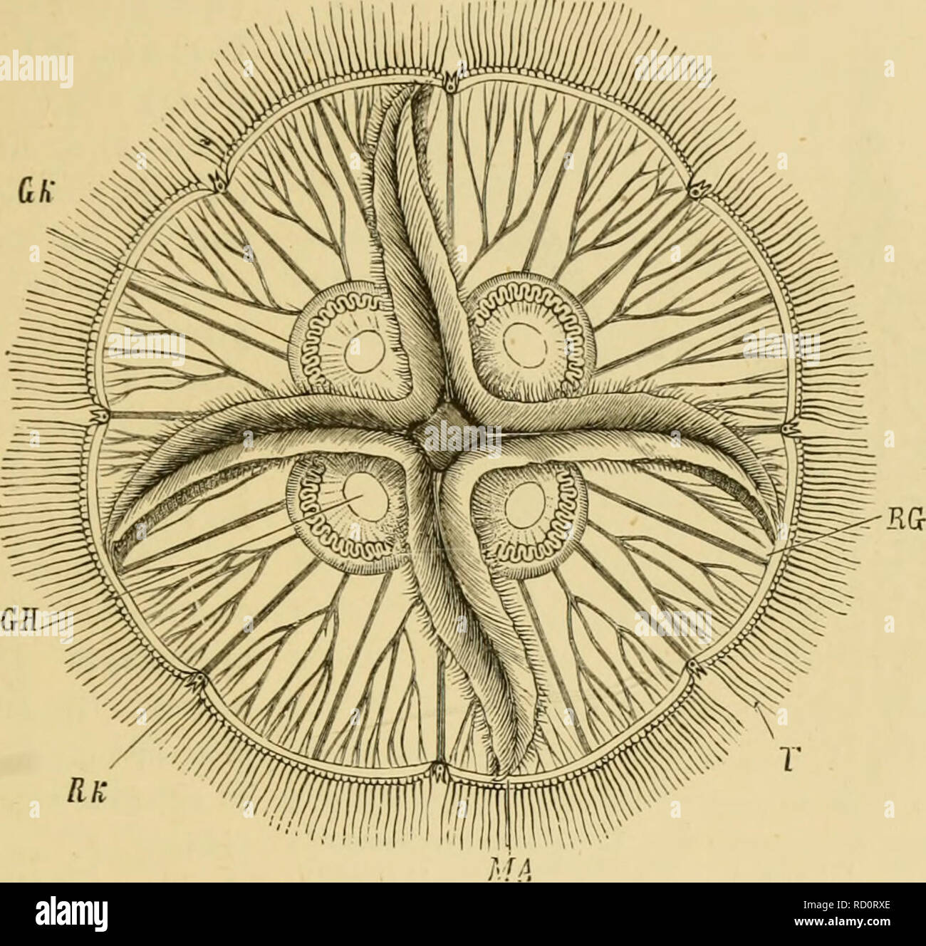 Radially system hi-res stock photography and images - Alamy