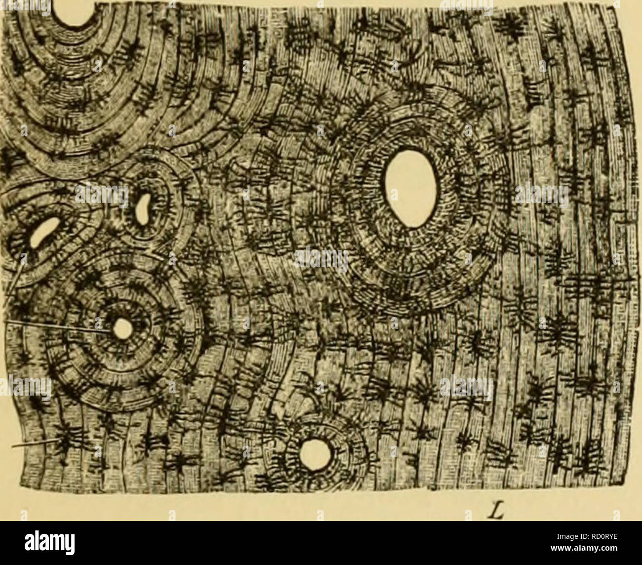 Longitudinal section long bone hi-res stock photography and images - Alamy