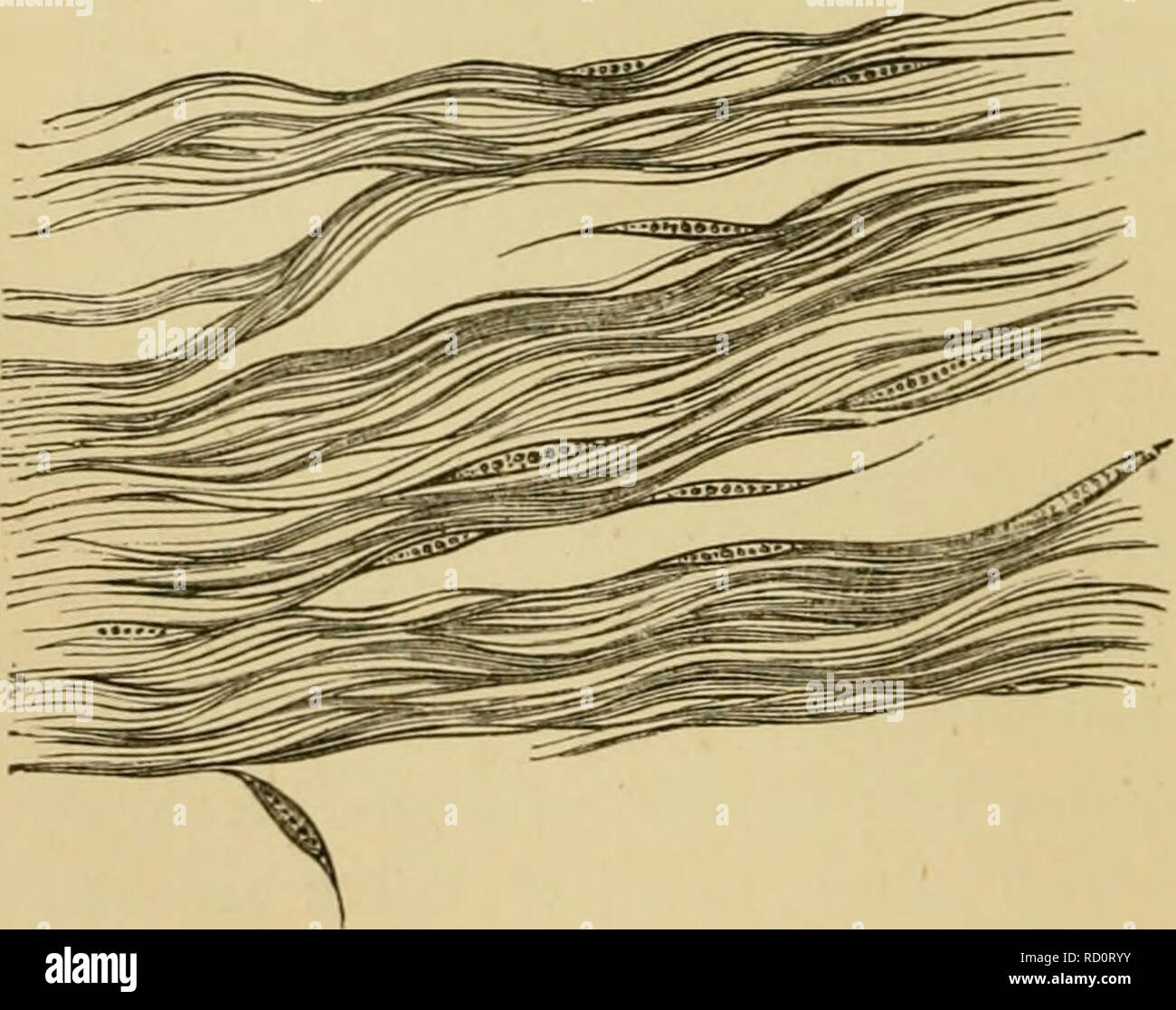 Reticular connective tissue hi-res stock photography and images - Alamy