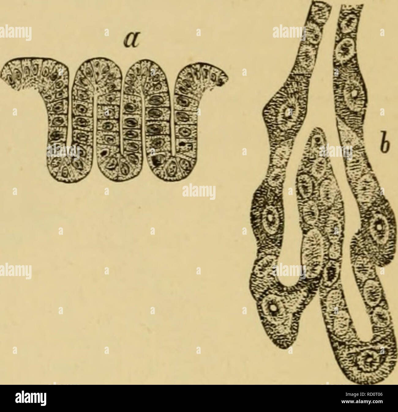 . Elementary text-book of zoology, general part and special part ...