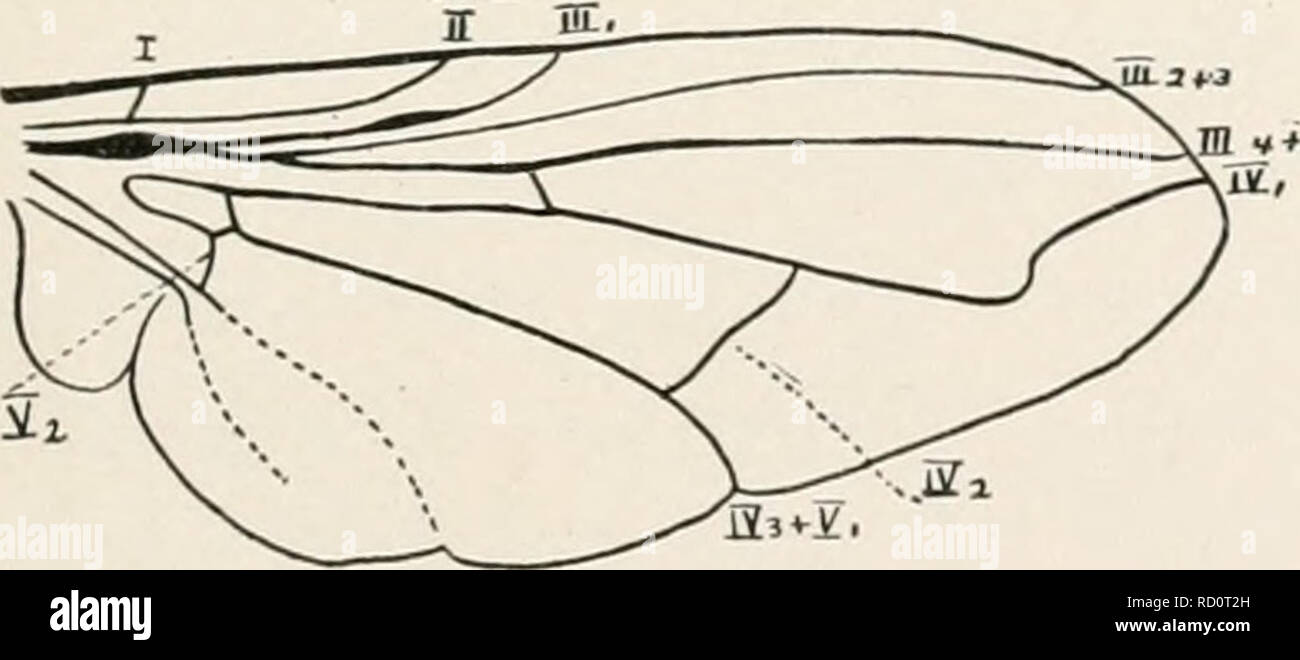 . Elementary studies in insect life. Insects. FIG. 229. Wing venation ...