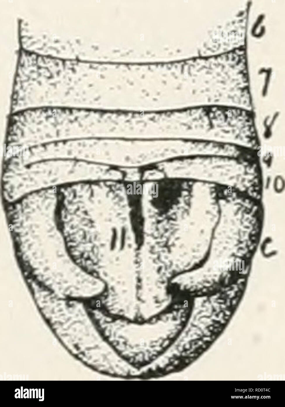 Male With Cerci Stock Photos & Male With Cerci Stock Images - Alamy