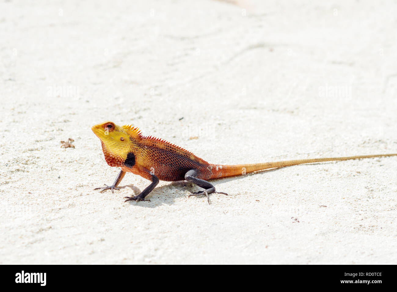 Little colored lizard on the sand, wildlife of the tropical Islands ...