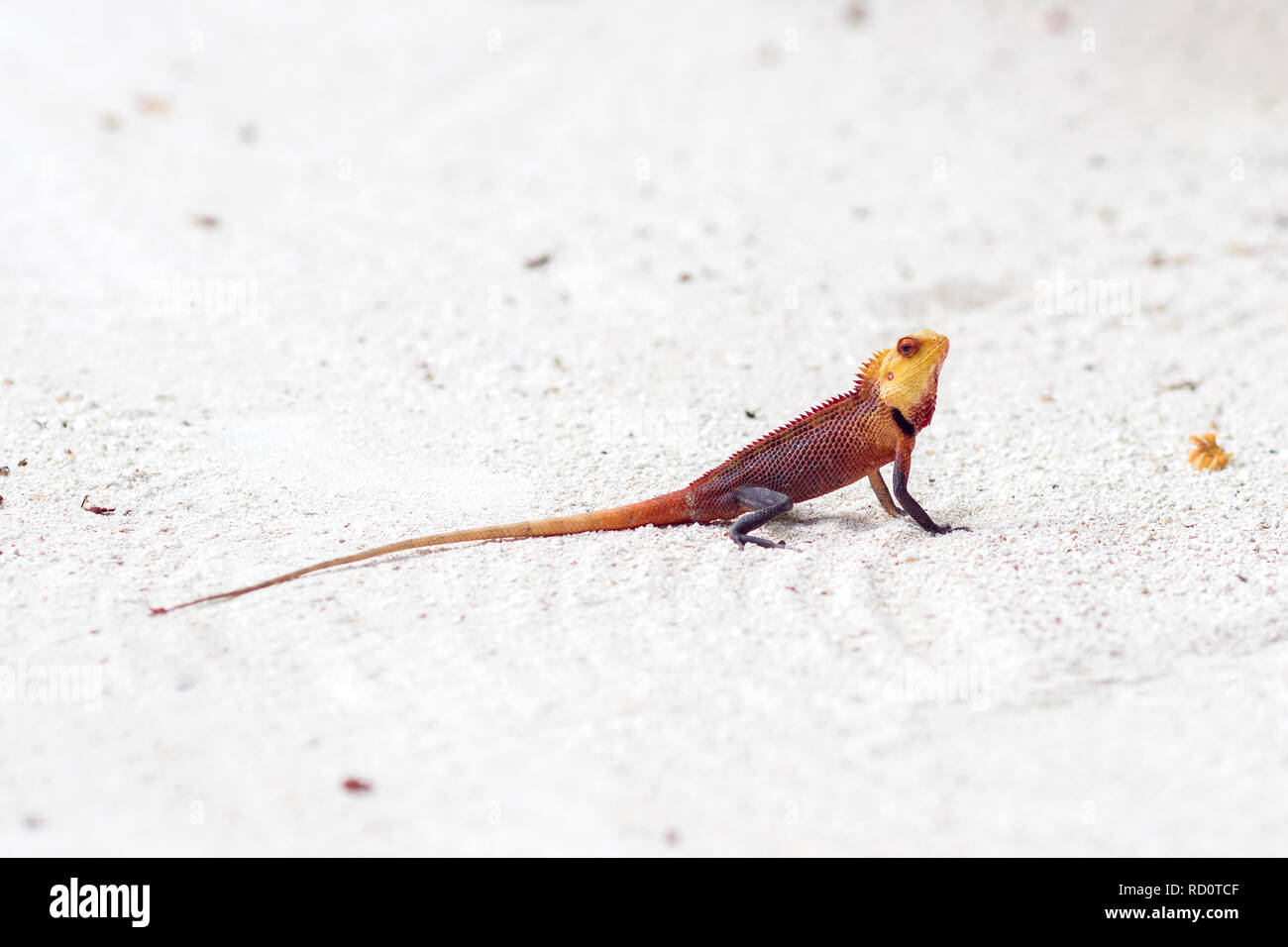 Little colored lizard on the sand, wildlife of the tropical Islands ...