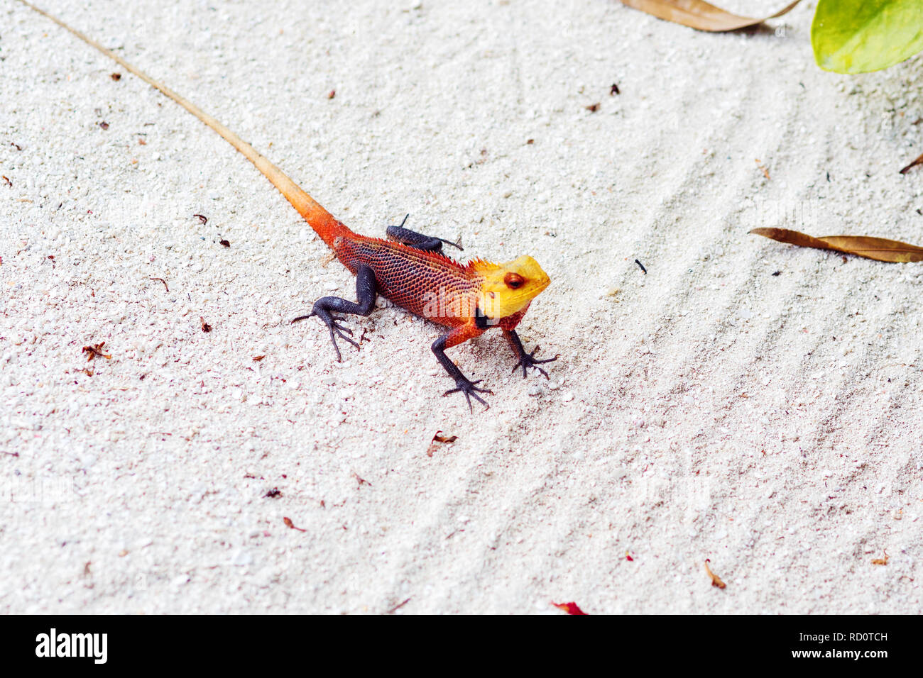 Little colored lizard on the sand, wildlife of the tropical Islands ...