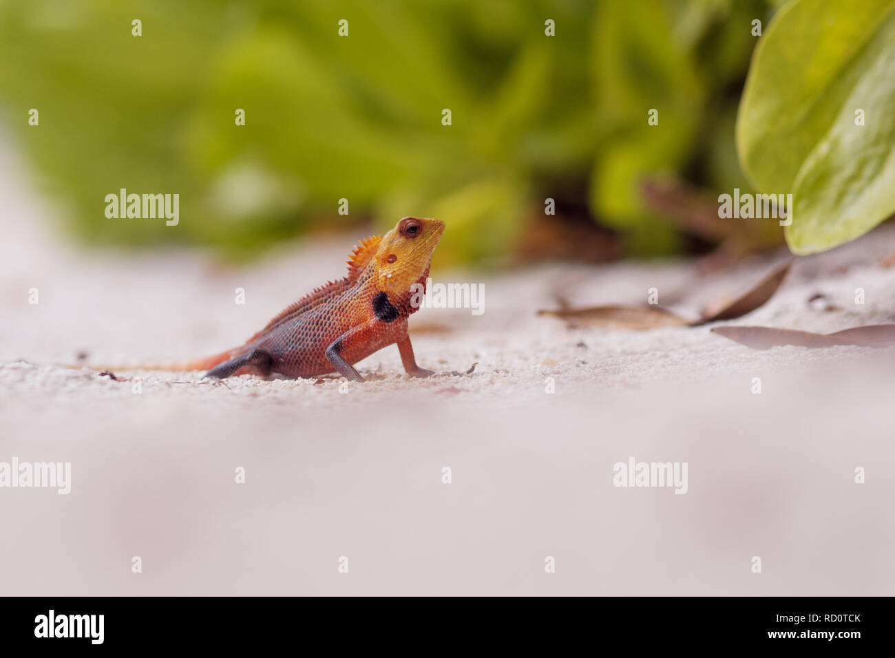 Little colored lizard on the sand, wildlife of the tropical Islands ...