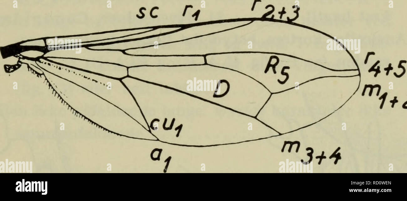 Vena spuria hi-res stock photography and images - Alamy