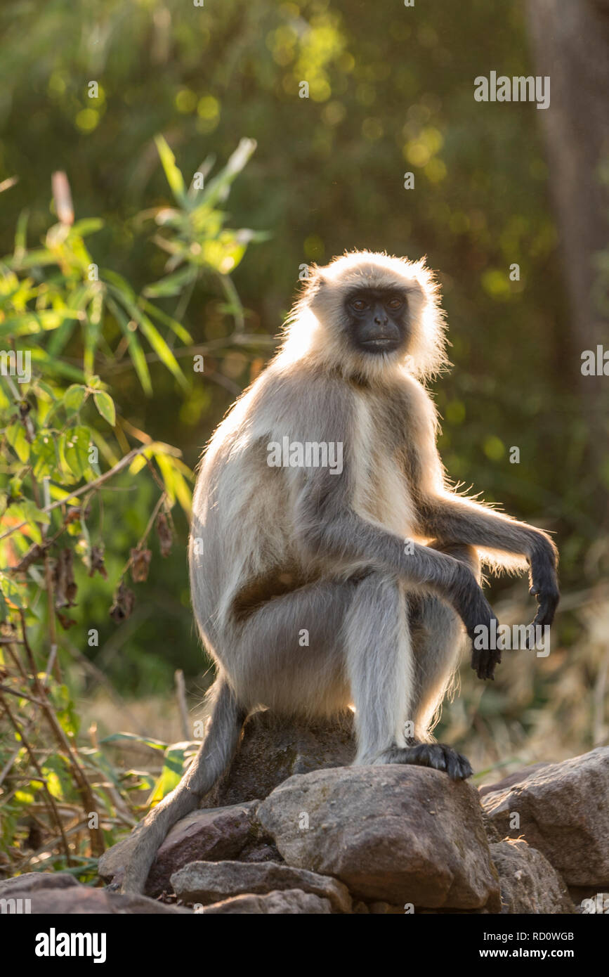 A portrait of a gray langur monkey , India Stock Photo - Alamy