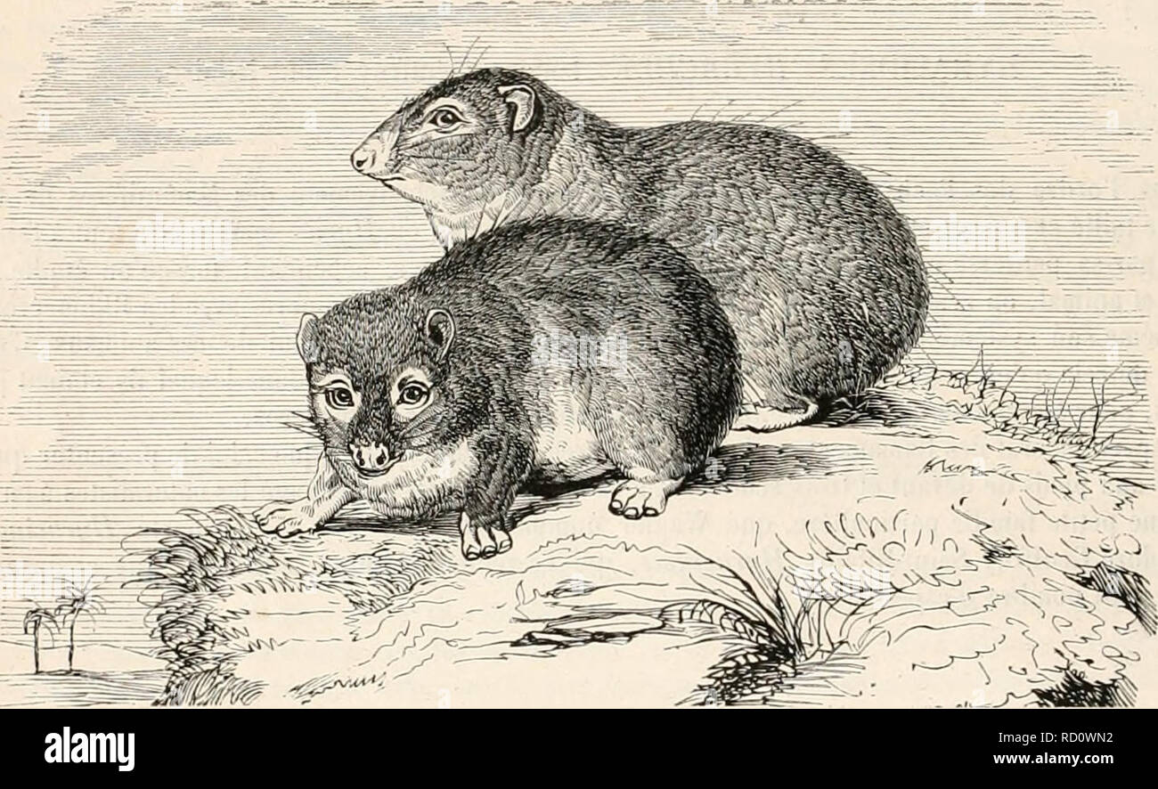 Mufle hi-res stock photography and images - Alamy