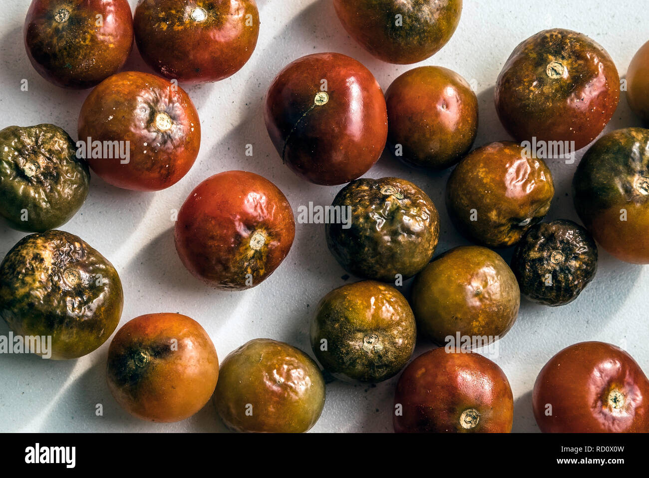 Moldy Tomatoes High Resolution Stock Photography and Images - Alamy