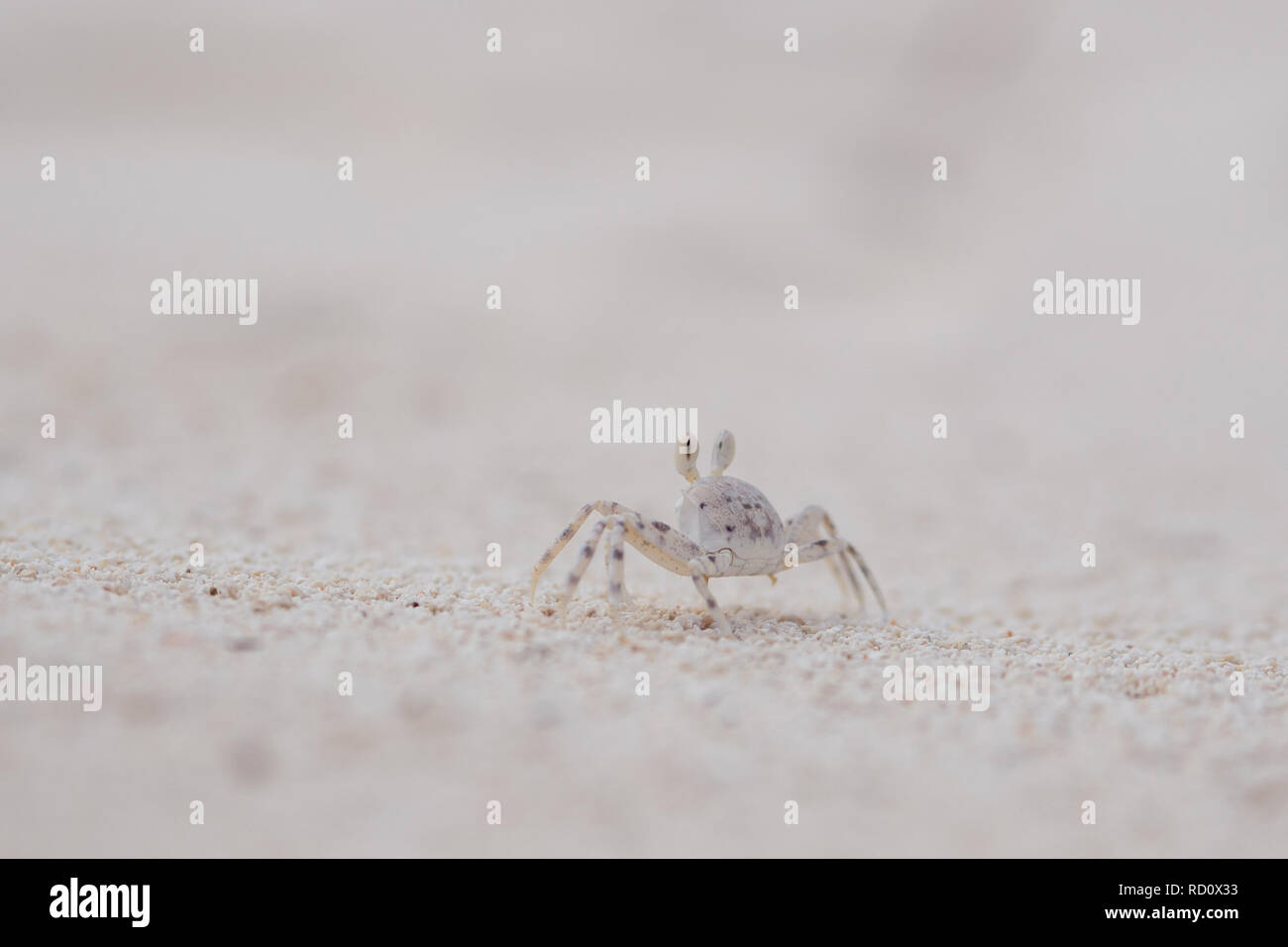 Tiny crab living in the sand. Coral reef wildlife. White crab looks ...