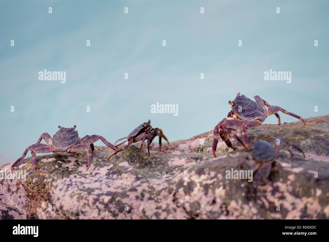 Small crabs crawling on the rocks on the shore. Coral reef wildlife ...