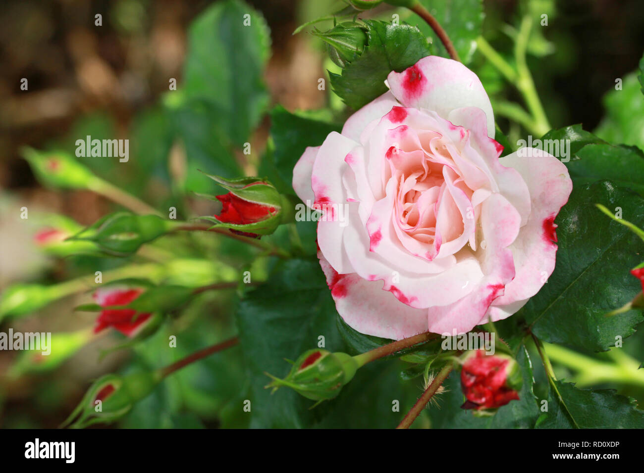Moda center arena hi-res stock photography and images - Alamy