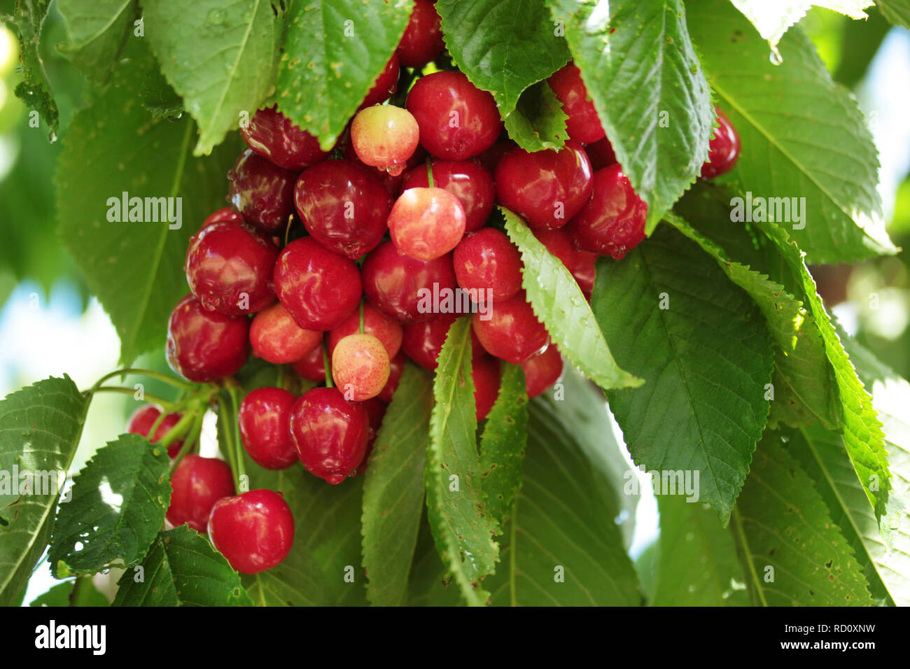 June drop fruit garden hi-res stock photography and images - Alamy