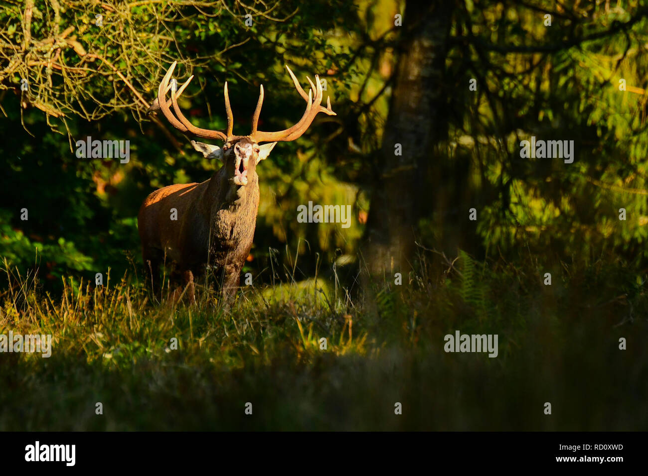 Burr animal hi-res stock photography and images - Alamy