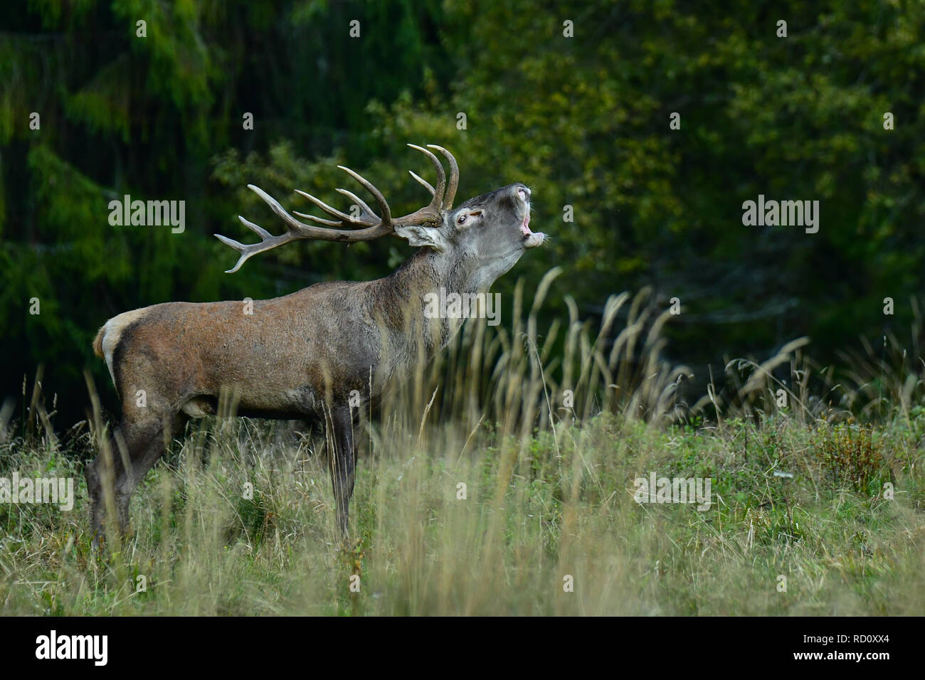Burr animal hi-res stock photography and images - Alamy