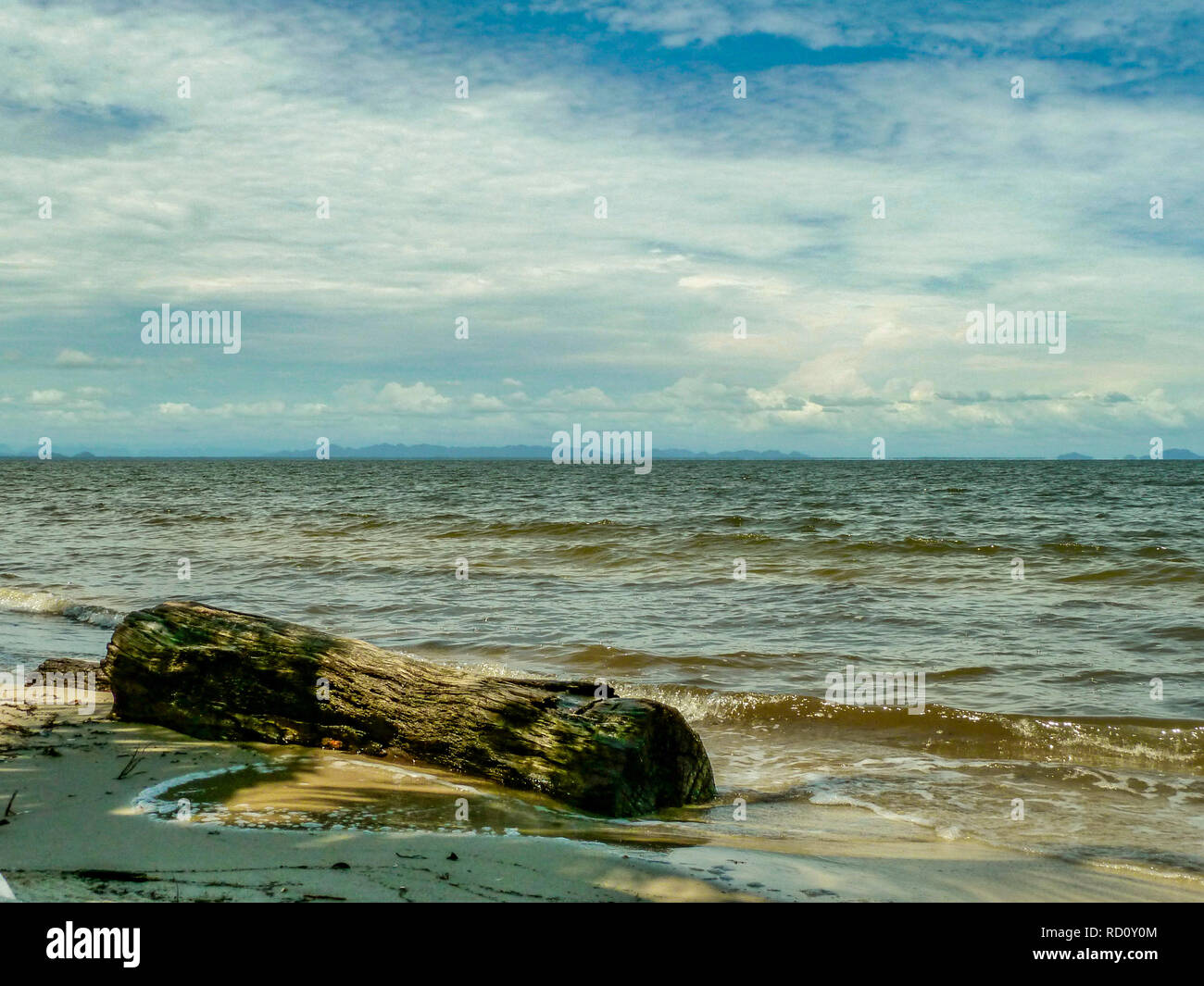 Tree in the seashore hi-res stock photography and images - Alamy