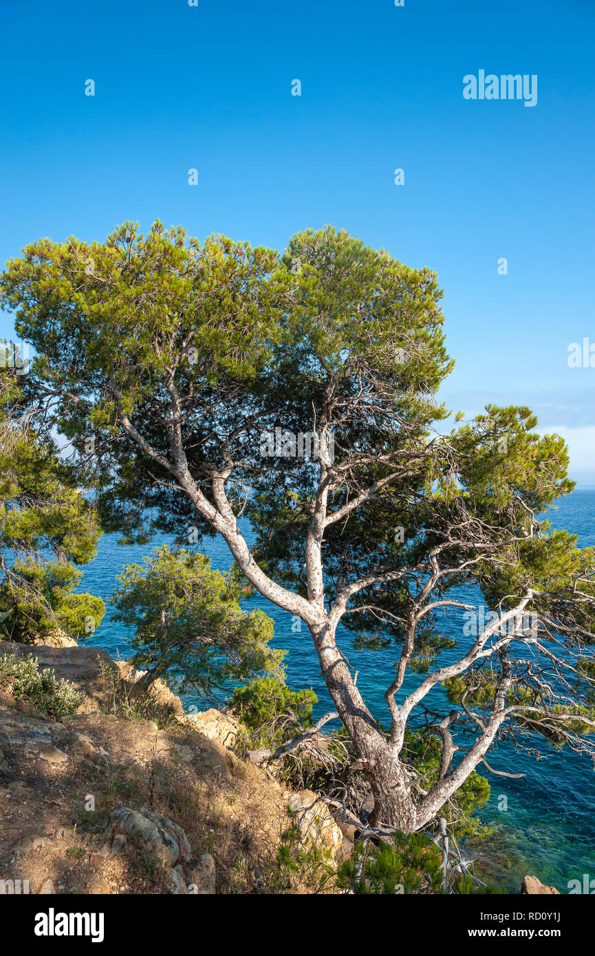 Pine tree on Pointe du Layet, Le Lavandou, Var, Provence-Alpes-Cote d ...