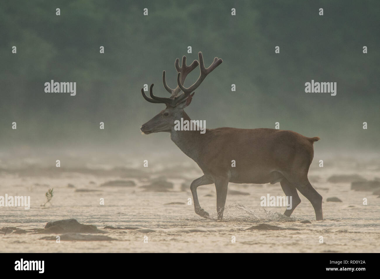 Red deer (Cervus elaphus) stag in the water. Bieszczady Mountains ...