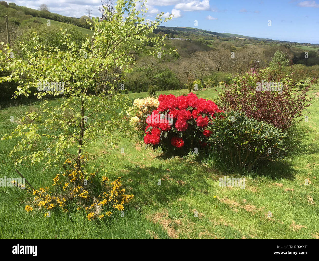 Bright red rhododendrons and tree on a grassy garden over looking the ...